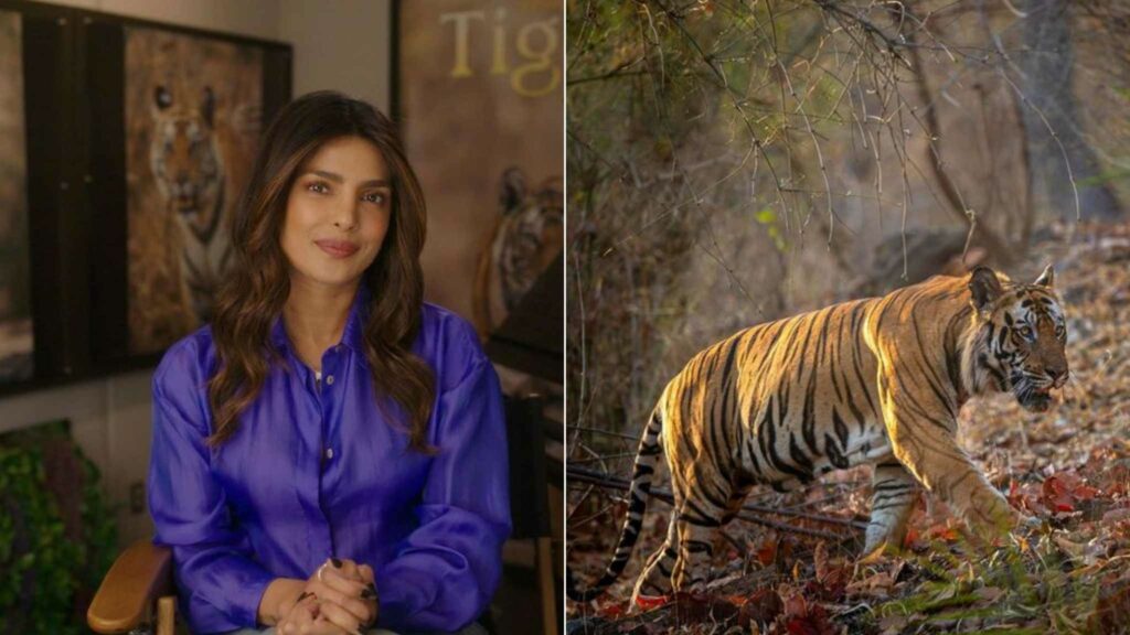 Priyanka Chopra Jonas sarà la voce narrante di Tiger di Disneynature ...